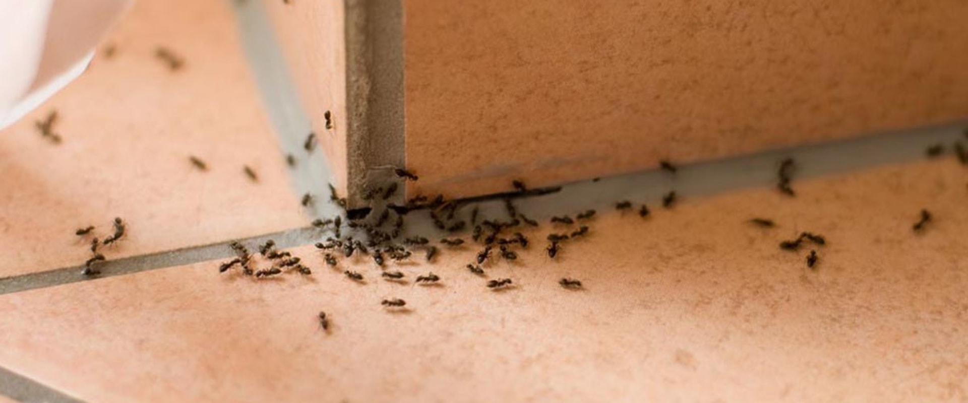 What is the most common pest?